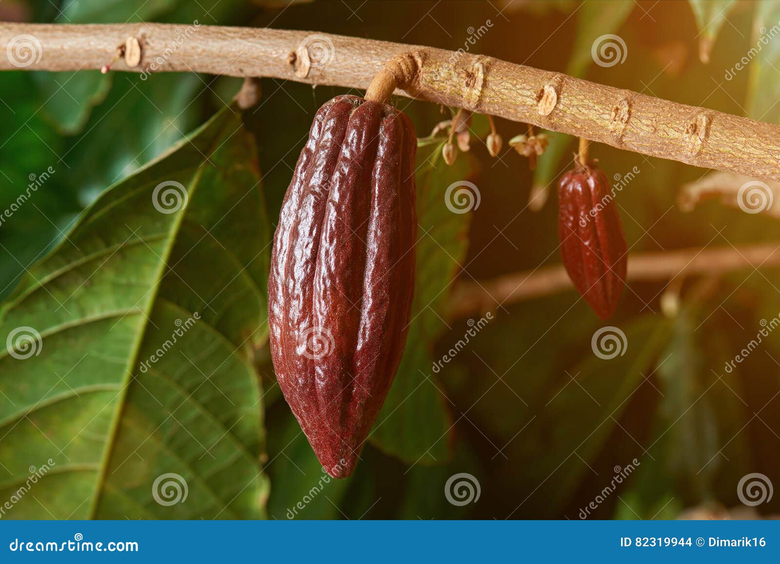 Red cocoa on branch stock photo. Image of cocoa, nature - 82319944