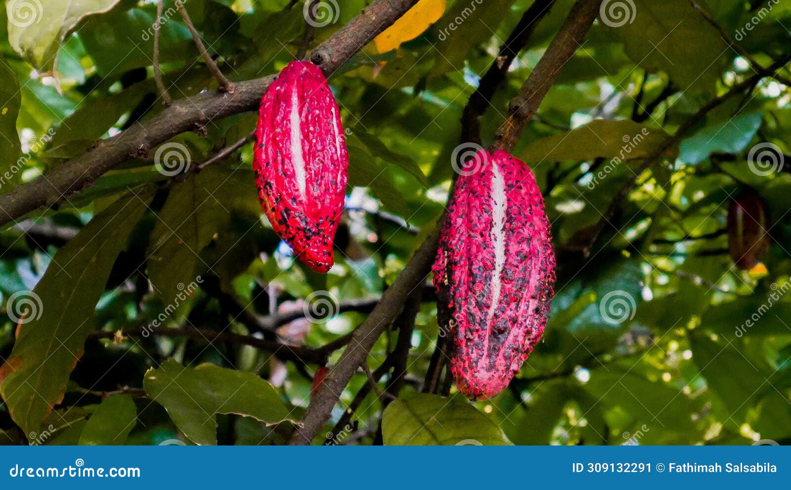 Red cocoa fruit stock image. Image of autumn, produce - 309132291