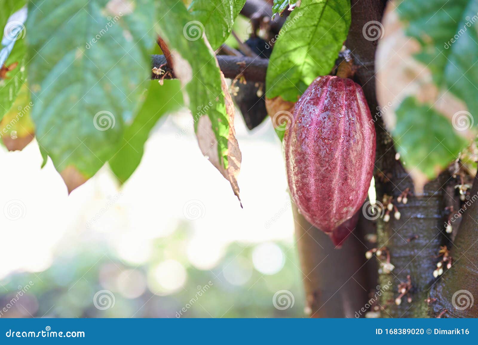 Red cocoa pod stock photo. Image of america, harvest - 168389020