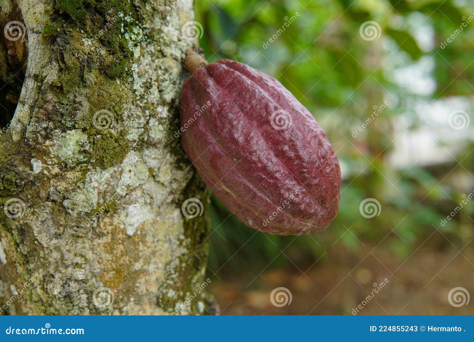 A red cocoa pods stock image. Image of leaf, nature - 224855243
