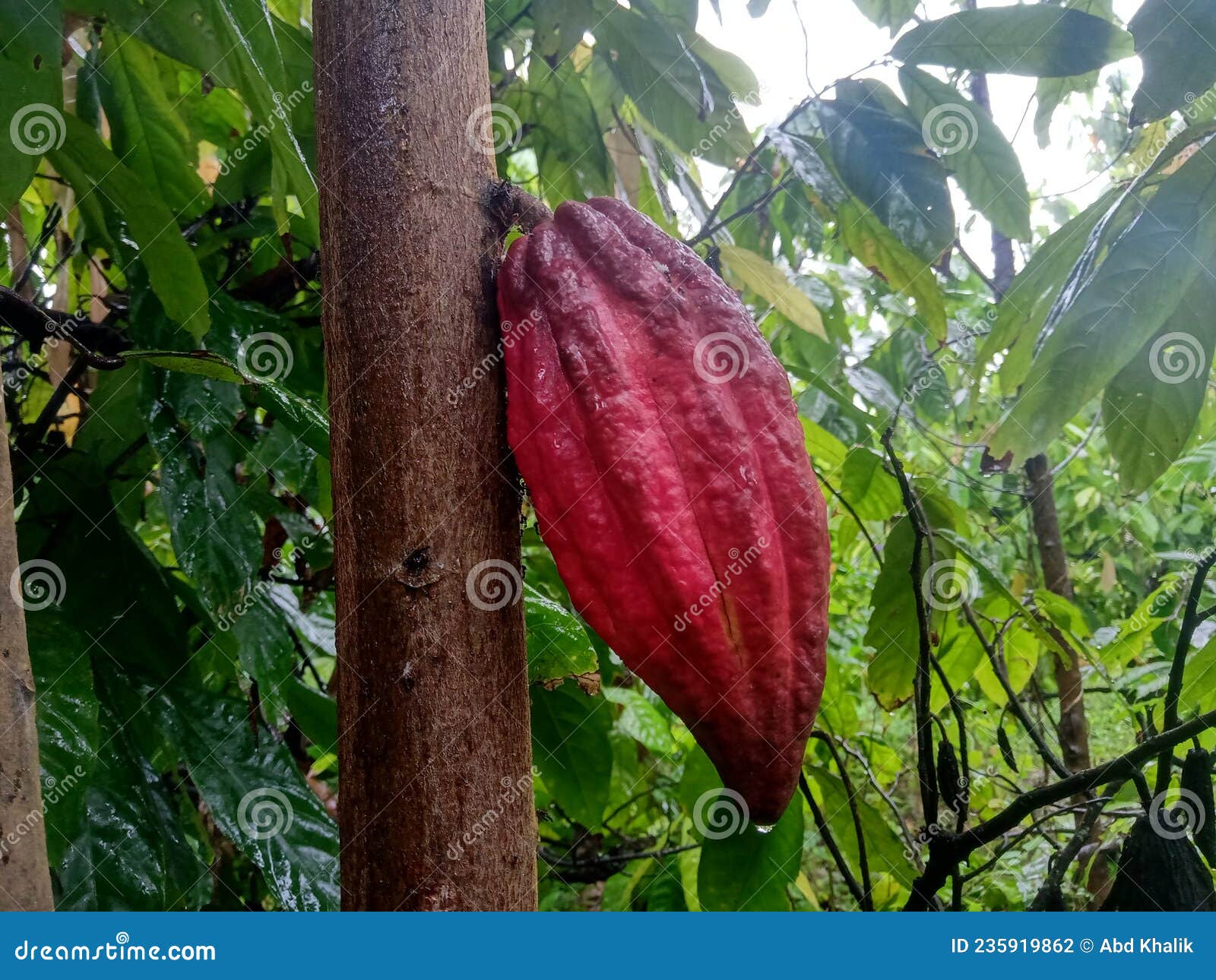 Red cocoa pods stock photo. Image of green, forest, plant - 235919862