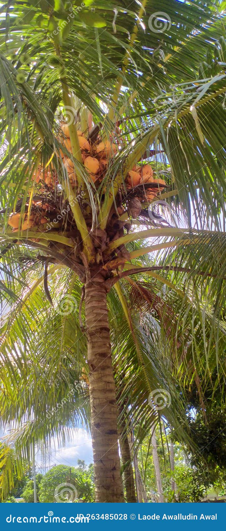 Red Coconut Tree stock photo. Image of tree, fruit, lots - 263485028