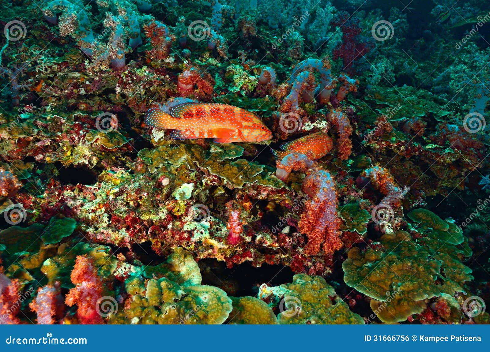 Red Cod Swiming Around Coral Stock Photo - Image of scuba, animal: 31666756