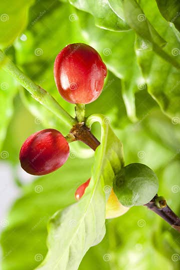 Red coffee beans stock image. Image of ecology, bean - 24703635