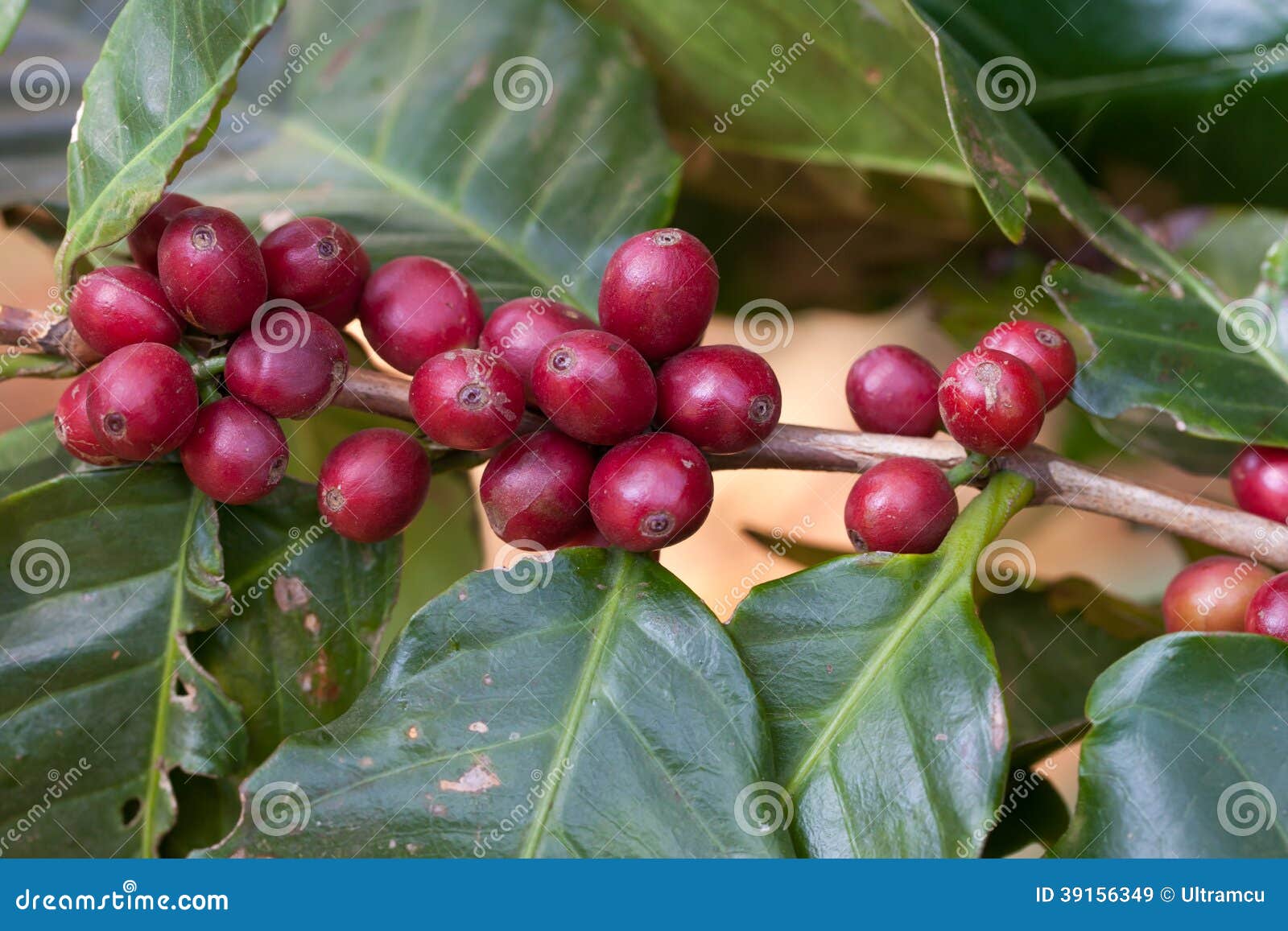 Red Coffee Beans on a Branch of Coffee Tree Stock Image - Image of ...
