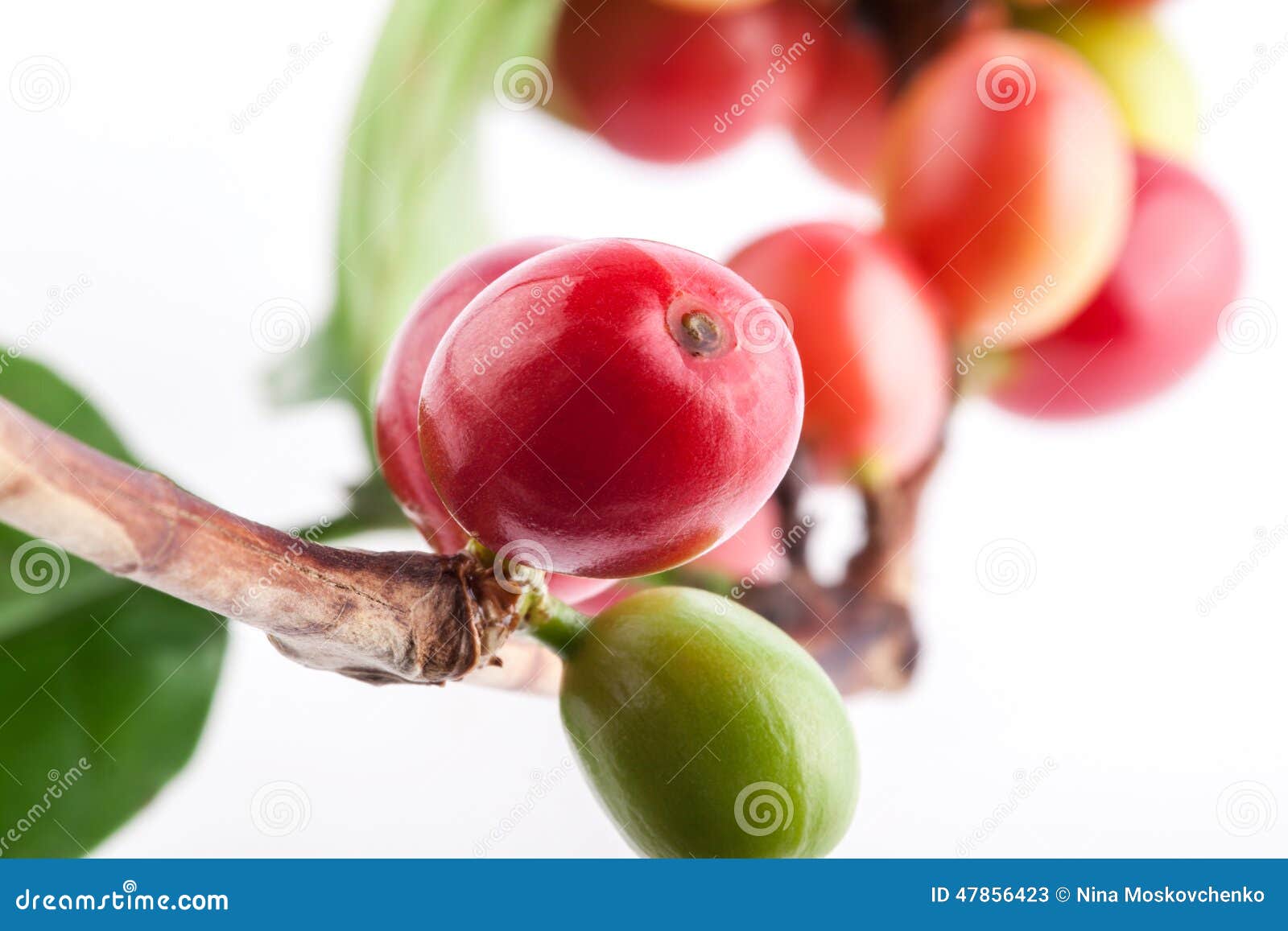 Red Coffee Beans on a Branch of Coffee Tree Stock Image - Image of ...