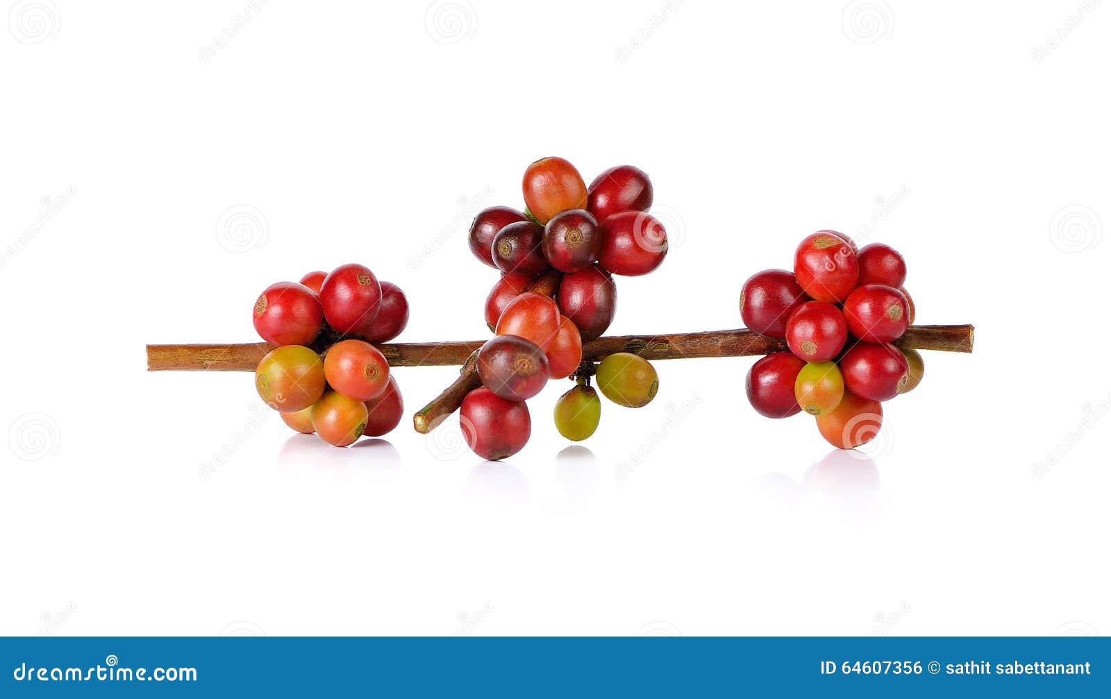 Red Coffee Beans on a Branch of Coffee Tree on White Background Stock ...