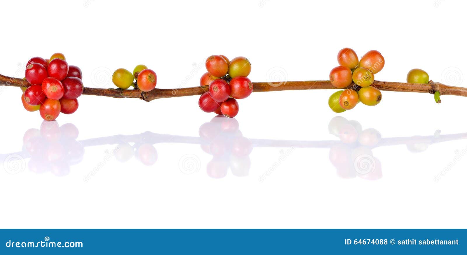 Red Coffee Beans on a Branch of Coffee Tree on White Background Stock ...