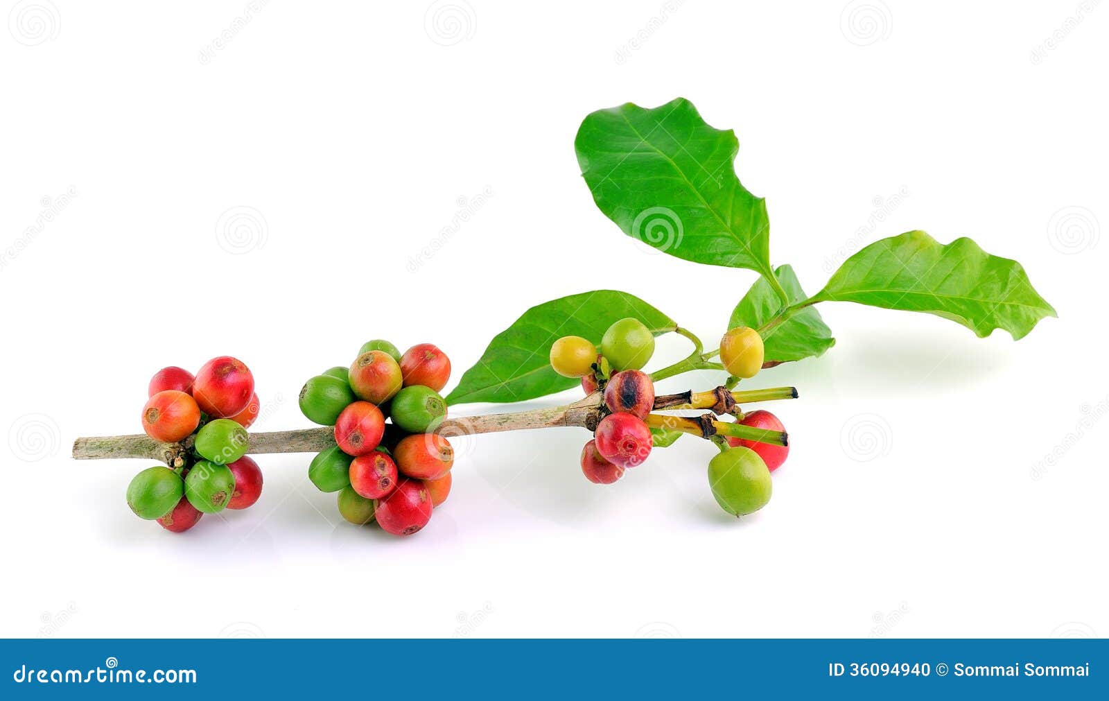 Red coffee beans on branch stock photo. Image of isolated - 36094940