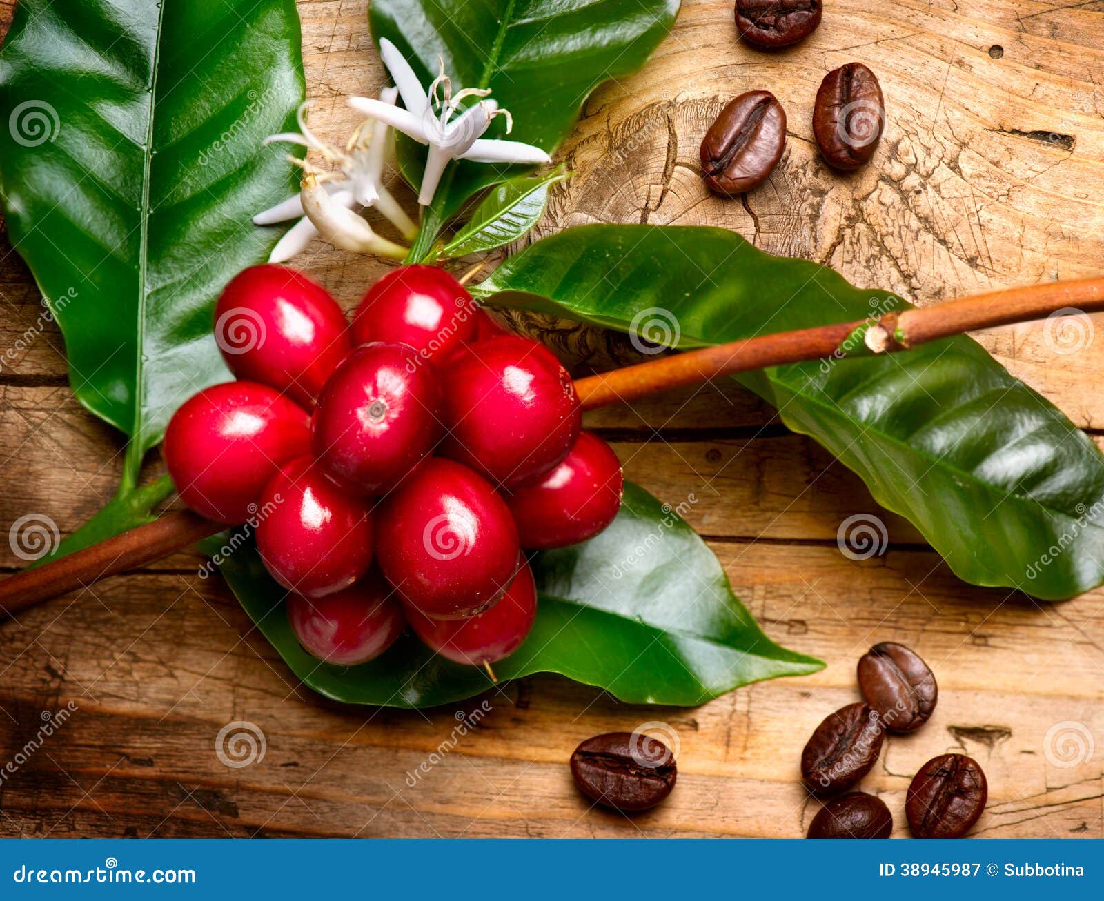 Red Coffee Beans on a Branch Stock Image - Image of ingredient ...