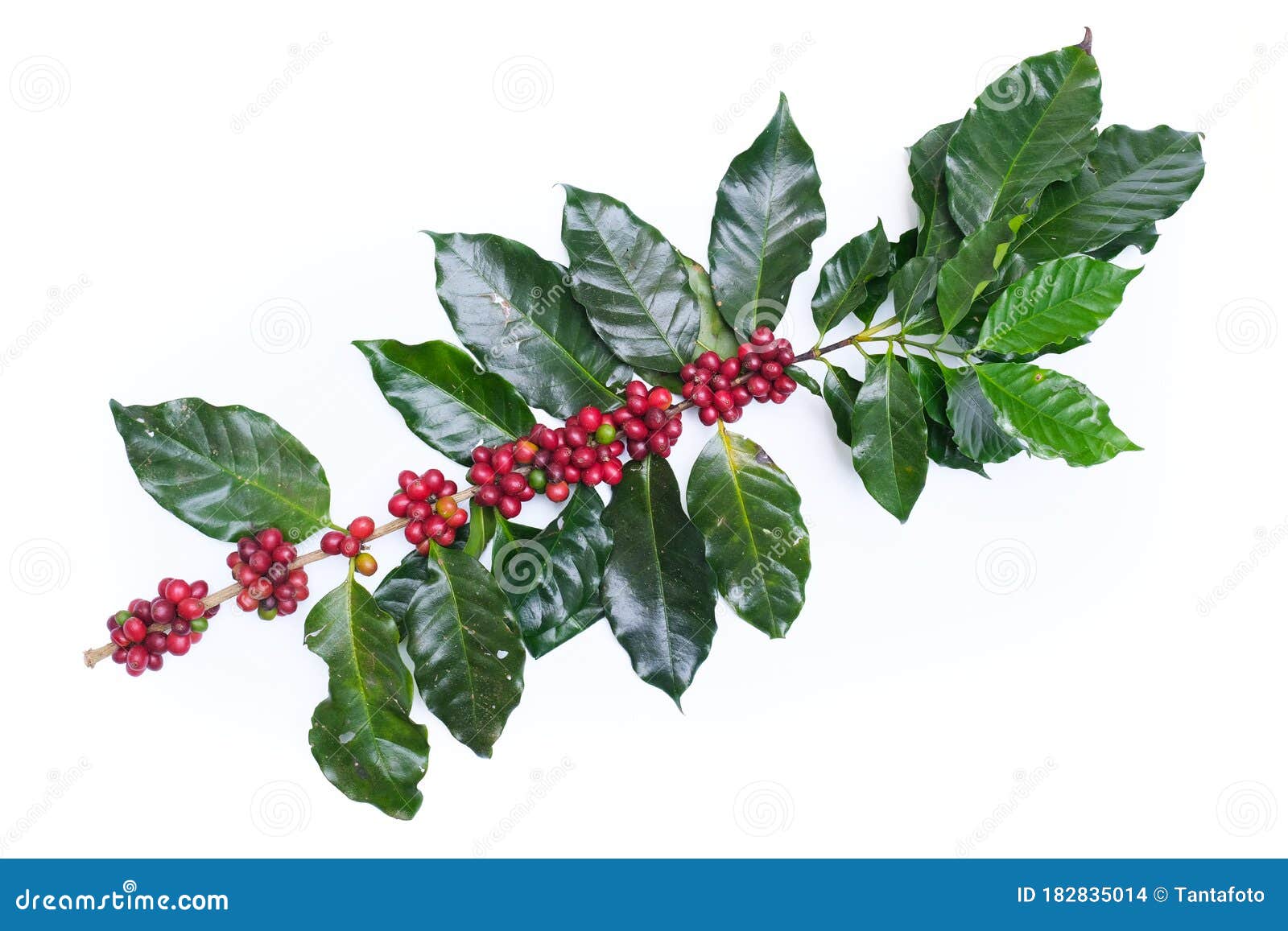 Red Coffee Beans on a Branch of Coffee Tree with Leaves on White ...
