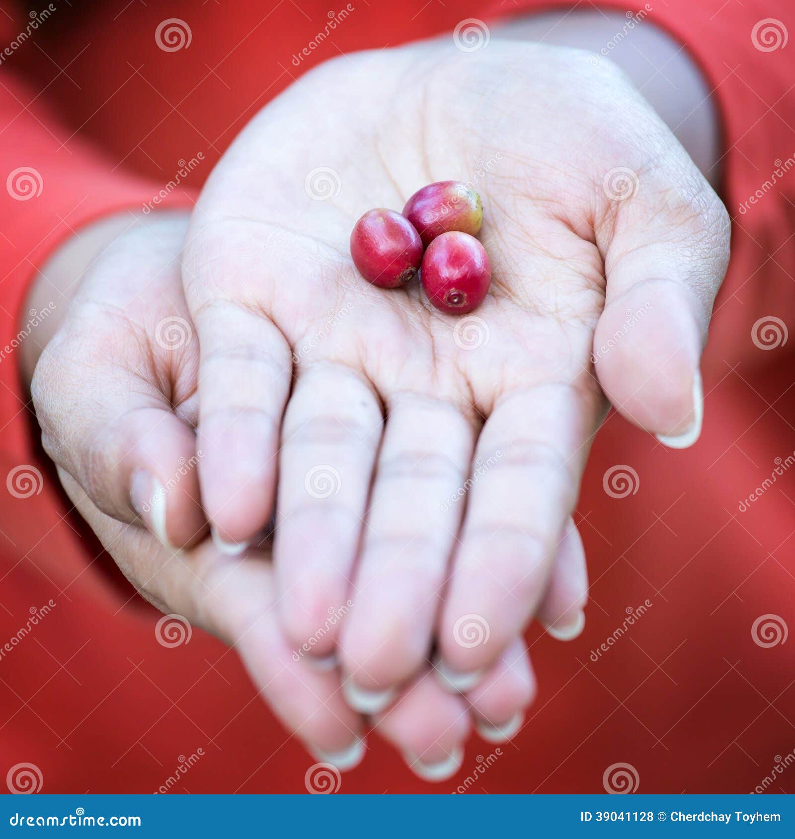 Red coffee beans on hand stock photo. Image of bush, harvest - 39041128
