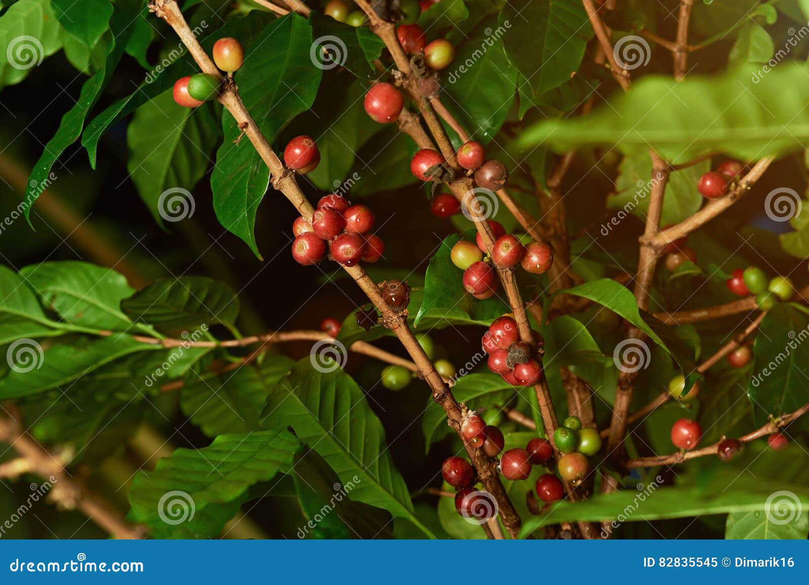 Red coffee beans stock image. Image of arabica, beverage - 82835545