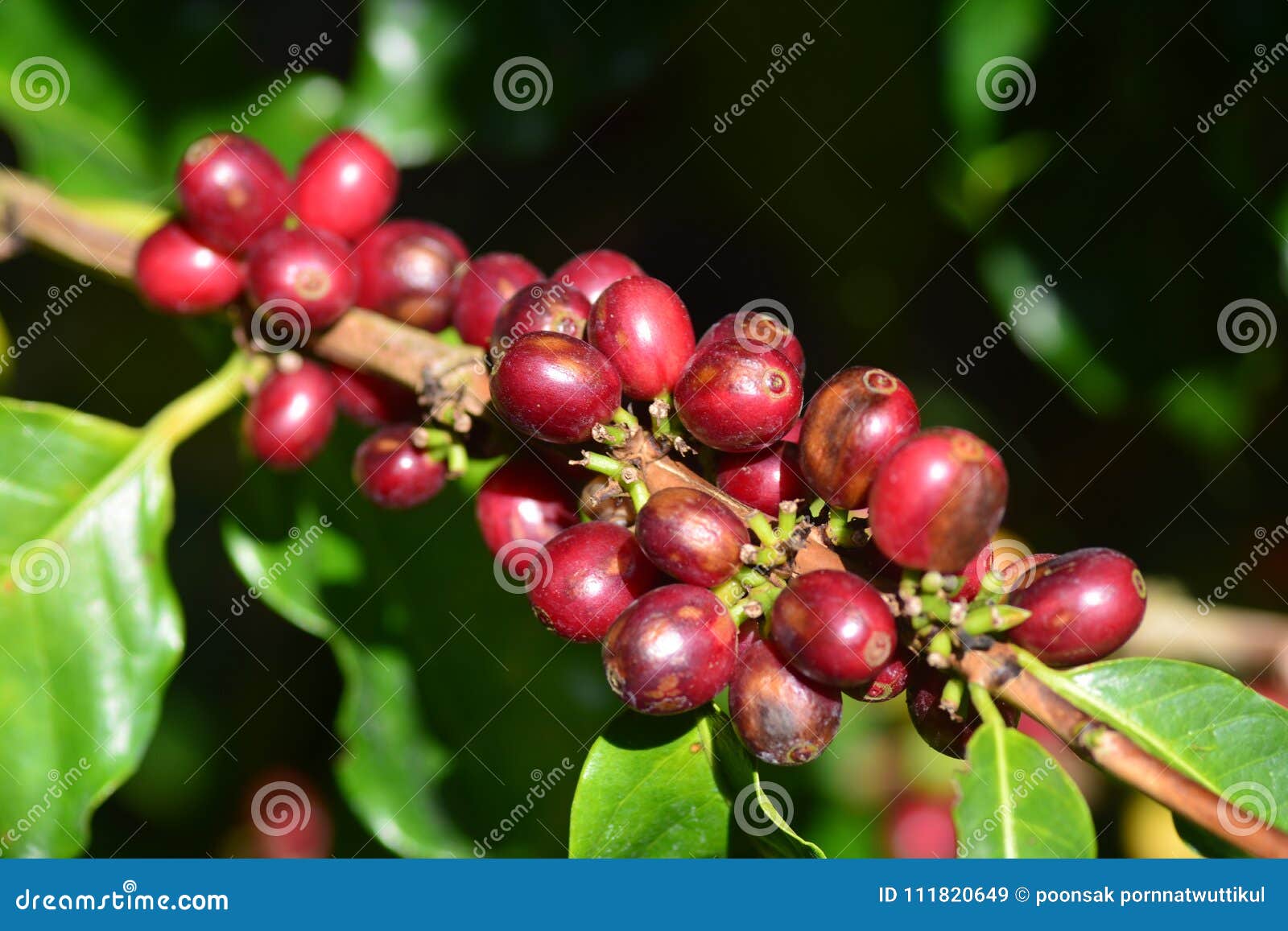 Red coffee cherry on tree stock image. Image of grain - 111820649