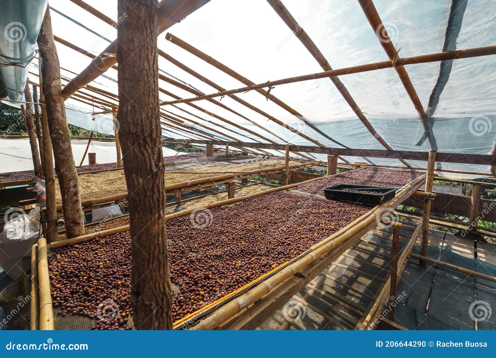 Red Coffee Ripeness Dry Process Coffee Stock Photo - Image of food ...