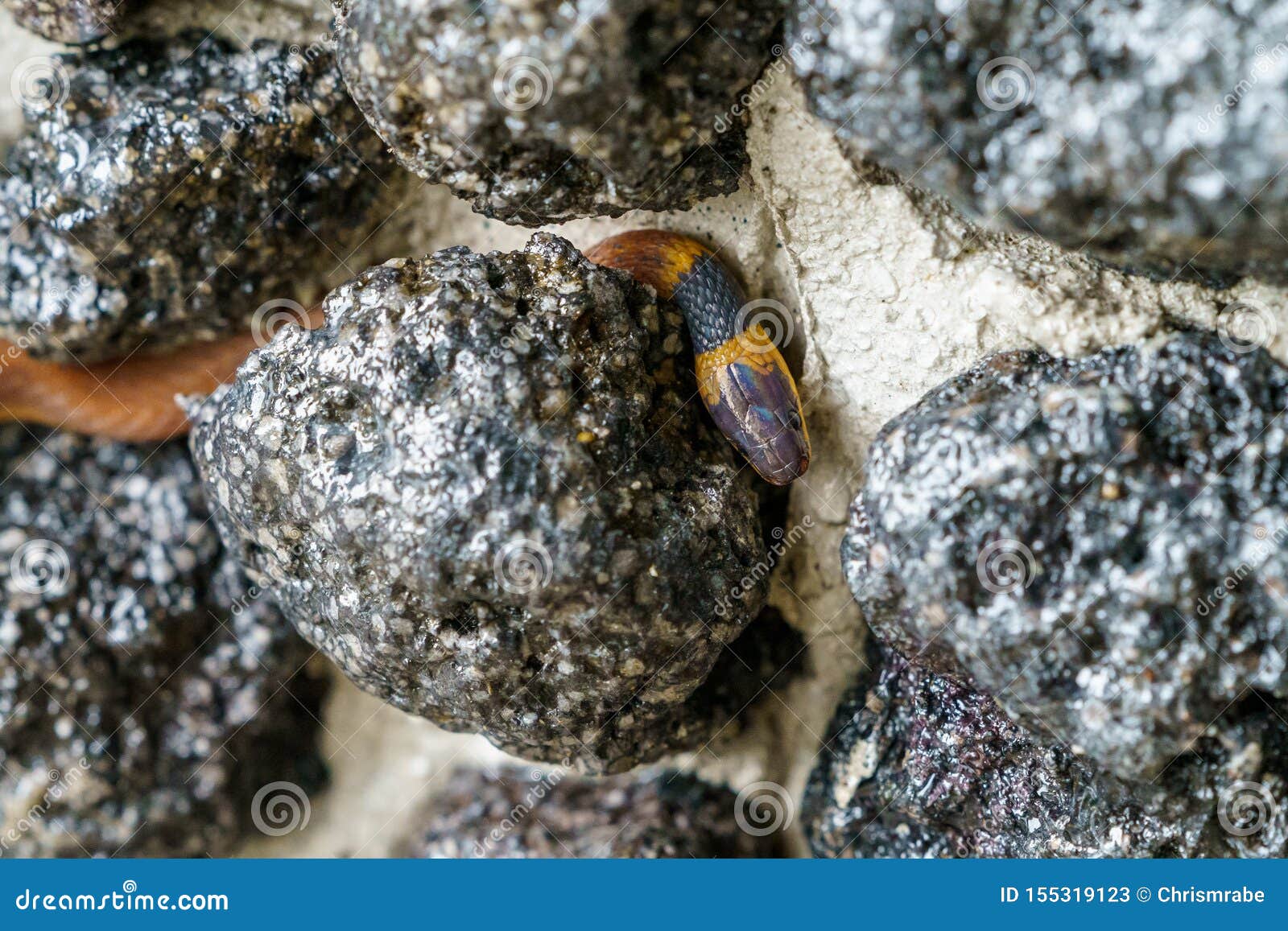 Red Coffee Snake & X28;Ninia Sebae& X29; in Costa Rica Stock Image ...