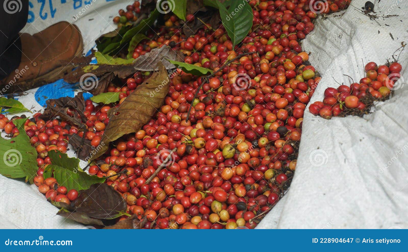 Coffee Beans Ready for Sorting Stock Image - Image of crop, plant ...