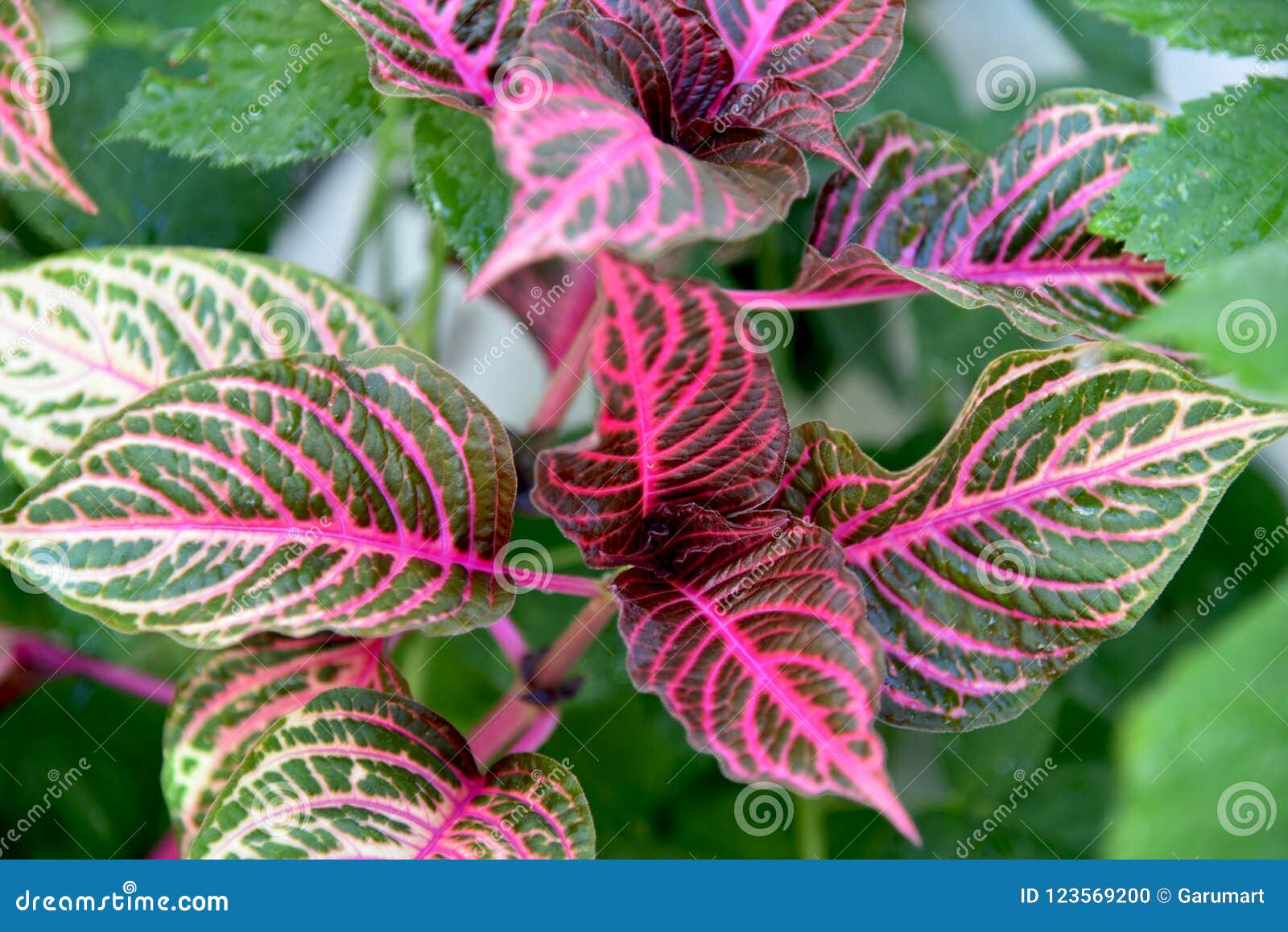 Red Coleus Full Sun at Garden Stock Photo - Image of flora, green ...