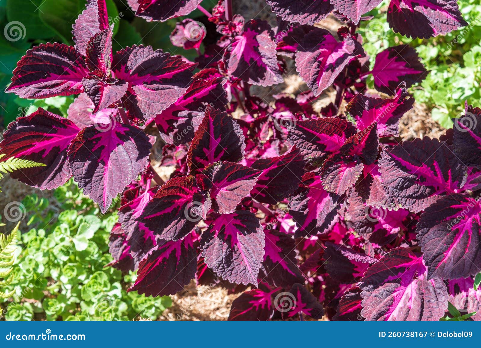 Red Coleus Leaves in the Autumn Garden. Stock Image - Image of plant ...