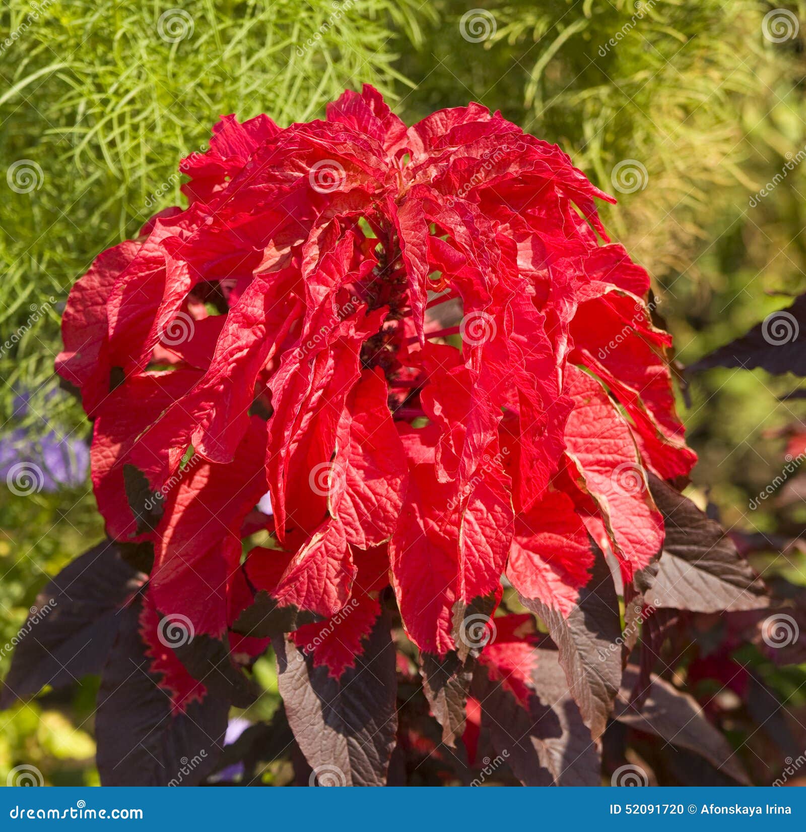 Red coleus stock photo. Image of blossom, botanic, flower - 52091720