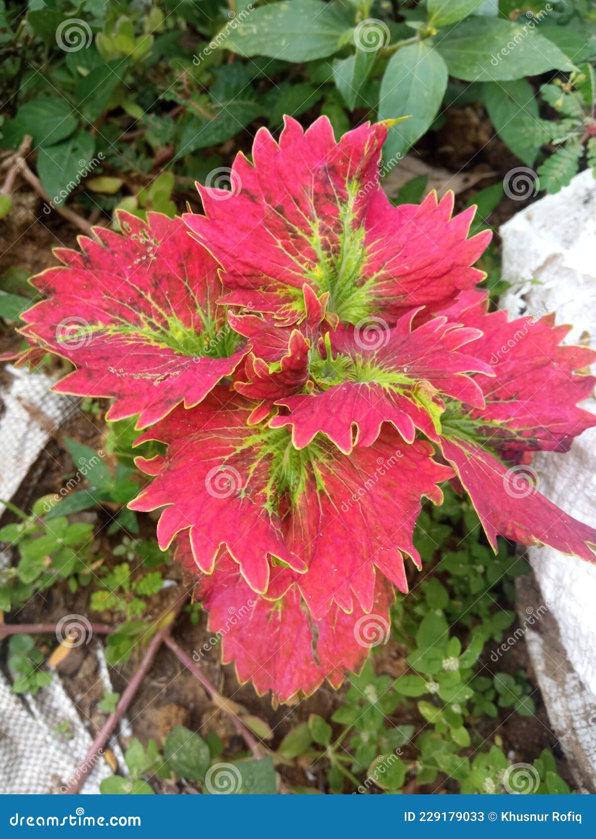 Red coleus plant stock image. Image of ornamental, garden - 229179033