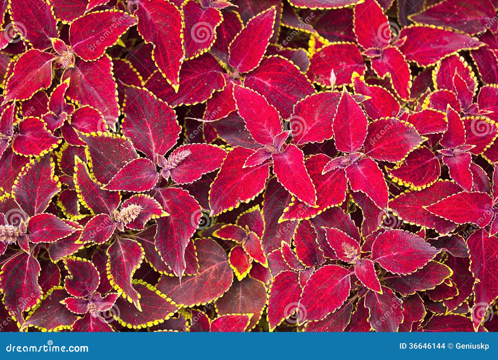 Red coleus plant close up stock photo. Image of blossoming - 36646144