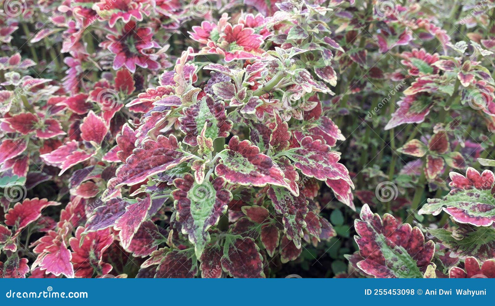 Red Coleus Plant in the Garden Stock Photo - Image of food, flower ...