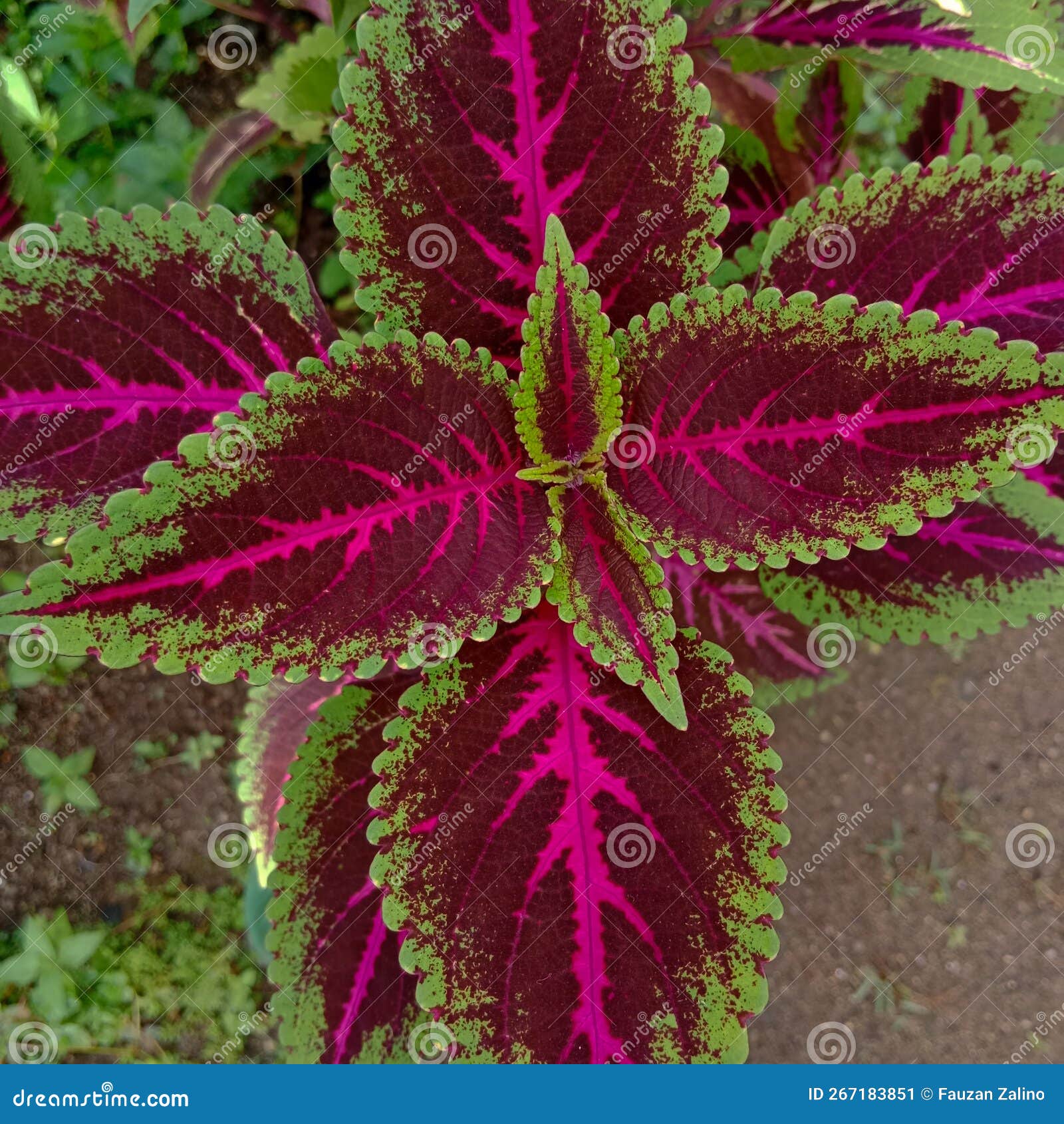 Red Coleus Plant at the Park Stock Image - Image of flower, tree: 267183851