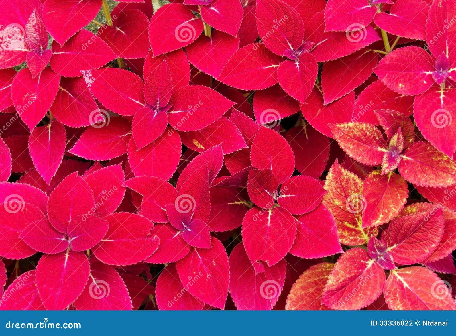 Red Coleus stock photo. Image of houseplant, coleus, close - 33336022