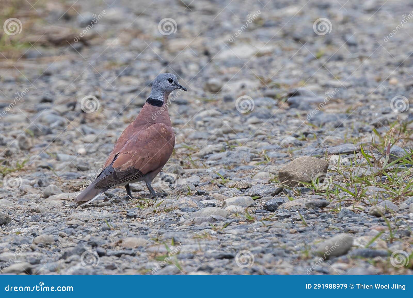 Red-collared Dove Standing on Ground Stock Image - Image of ...