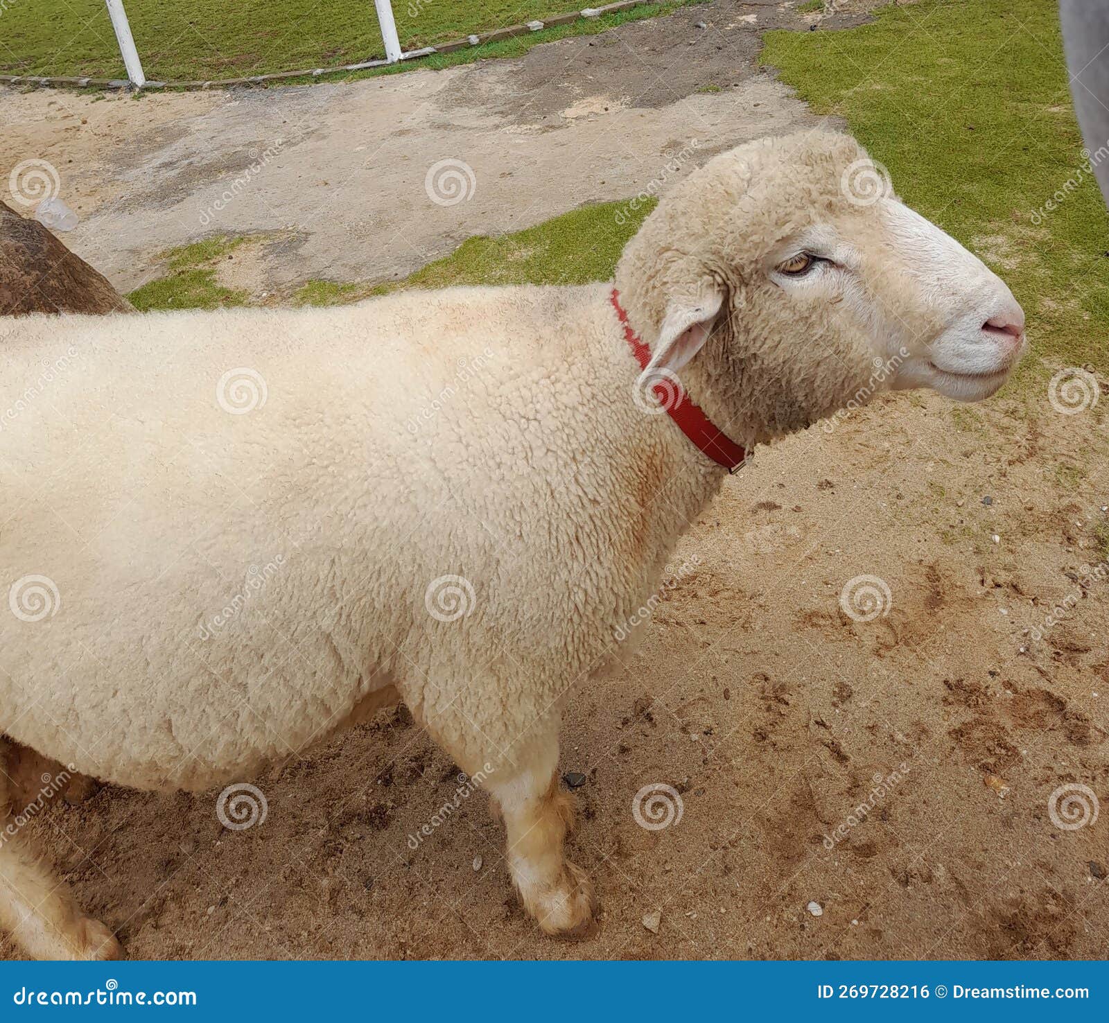 Red collared sheep stock photo. Image of bovine, cattle - 269728216