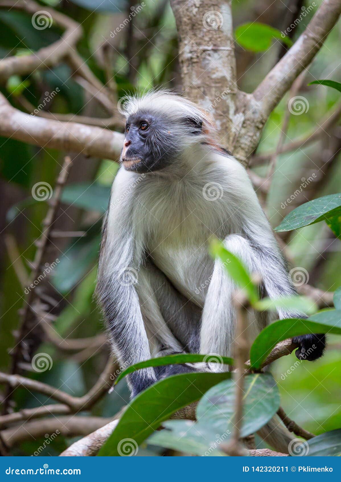 Red Colobos Monkey in Forest Stock Image - Image of outdoor, natural ...