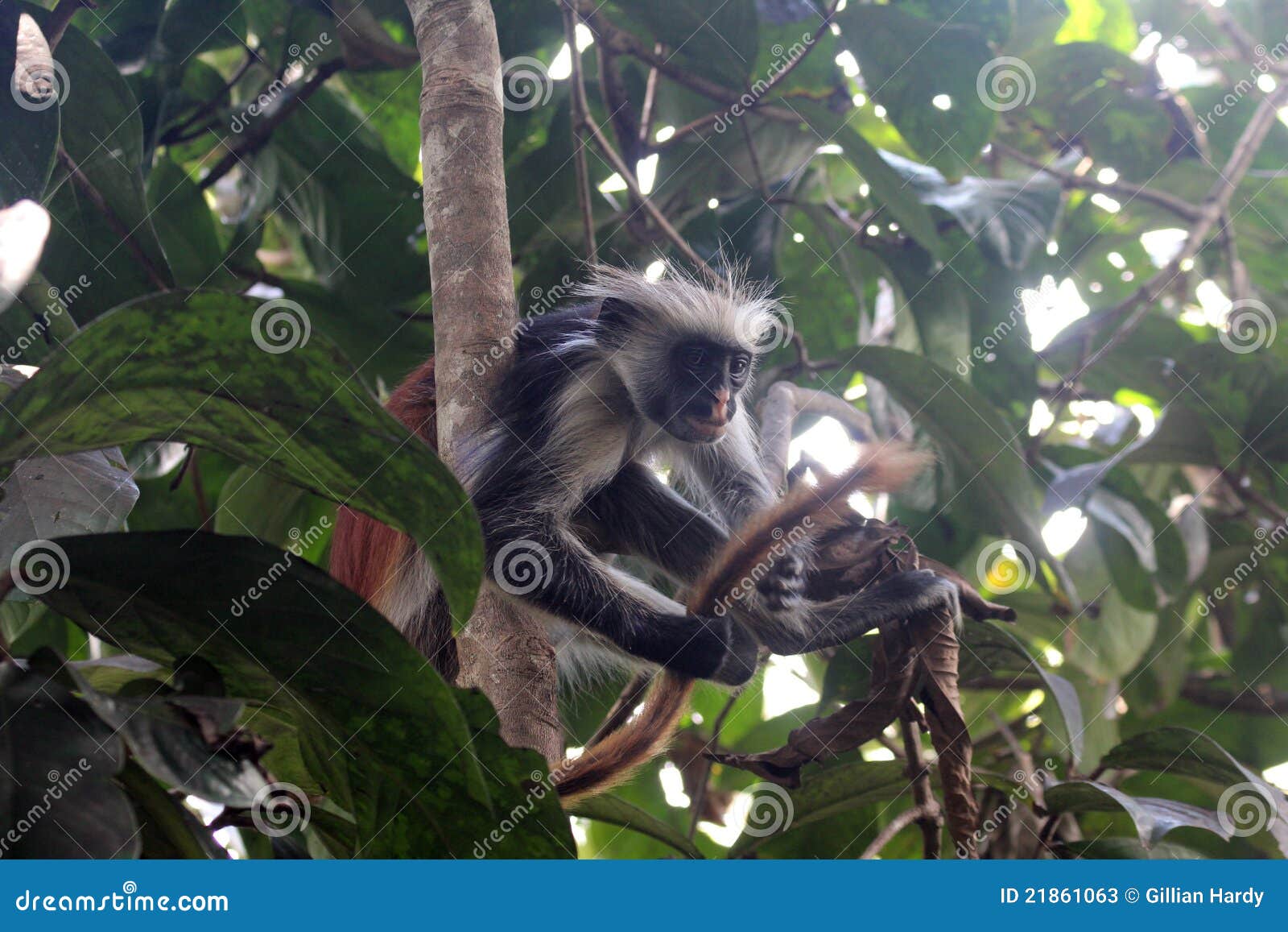 Red colobus monkey stock image. Image of portrait, fluffy - 21861063 Red colobus monkey stock image. Image of portrait, fluffy - 21861063