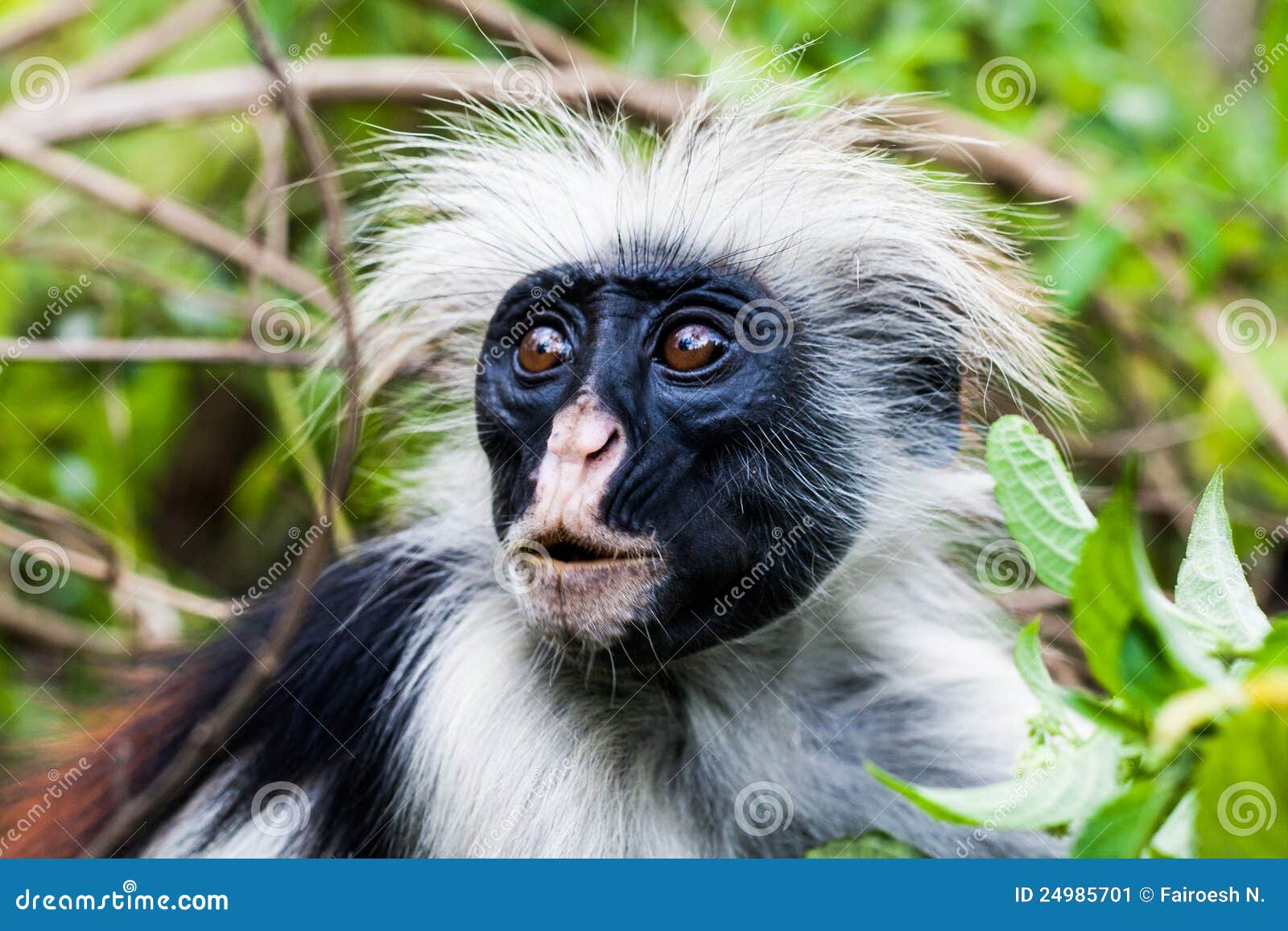 Red Colobus Monkey stock image. Image of nature, look - 24985701