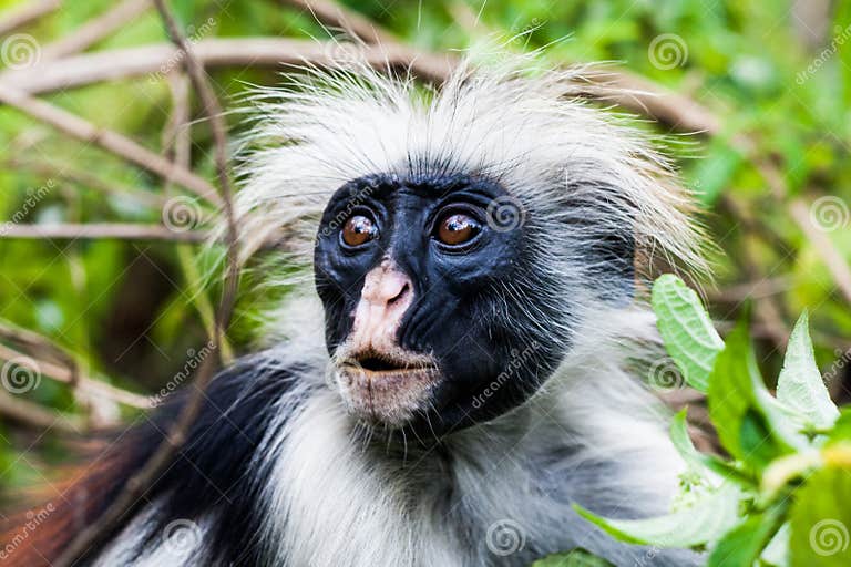 Red Colobus Monkey stock image. Image of nature, look - 24985701