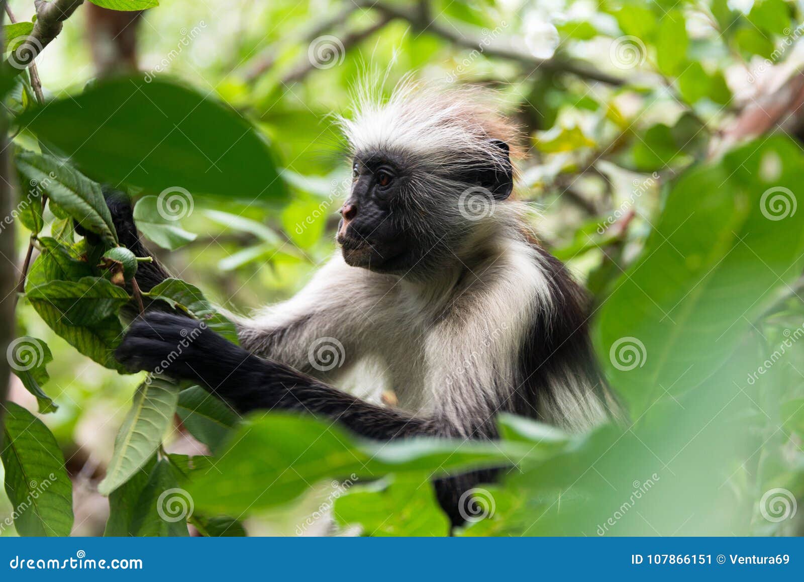 Red Colobus Monkey, Jozani Forest, Zanzibar Stock Image - Image of head ... Red Colobus Monkey, Jozani Forest, Zanzibar Stock Image - Image of head ...