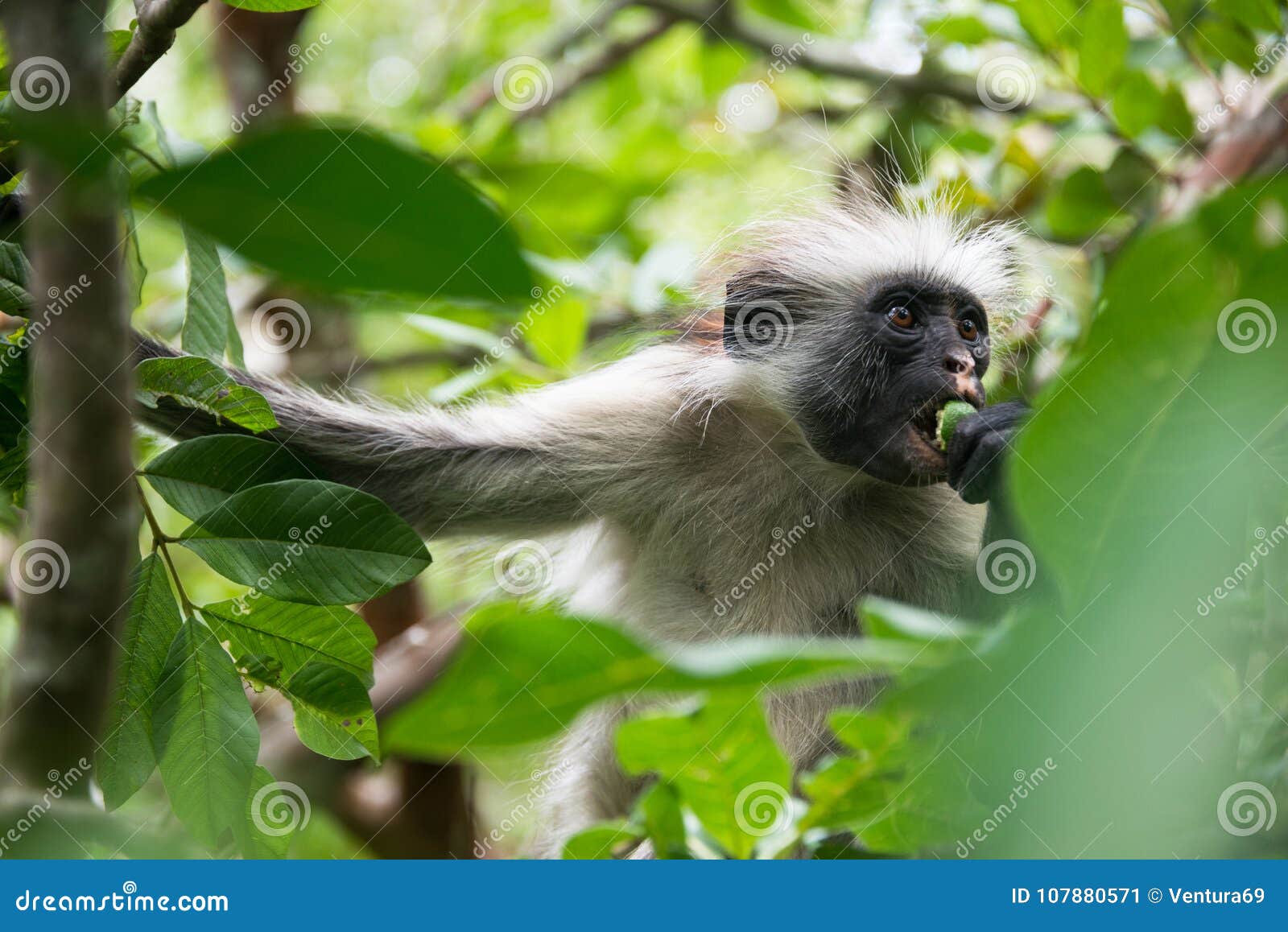Red Colobus Monkey, Jozani Forest, Zanzibar Stock Image - Image of ... Red Colobus Monkey, Jozani Forest, Zanzibar Stock Image - Image of ...