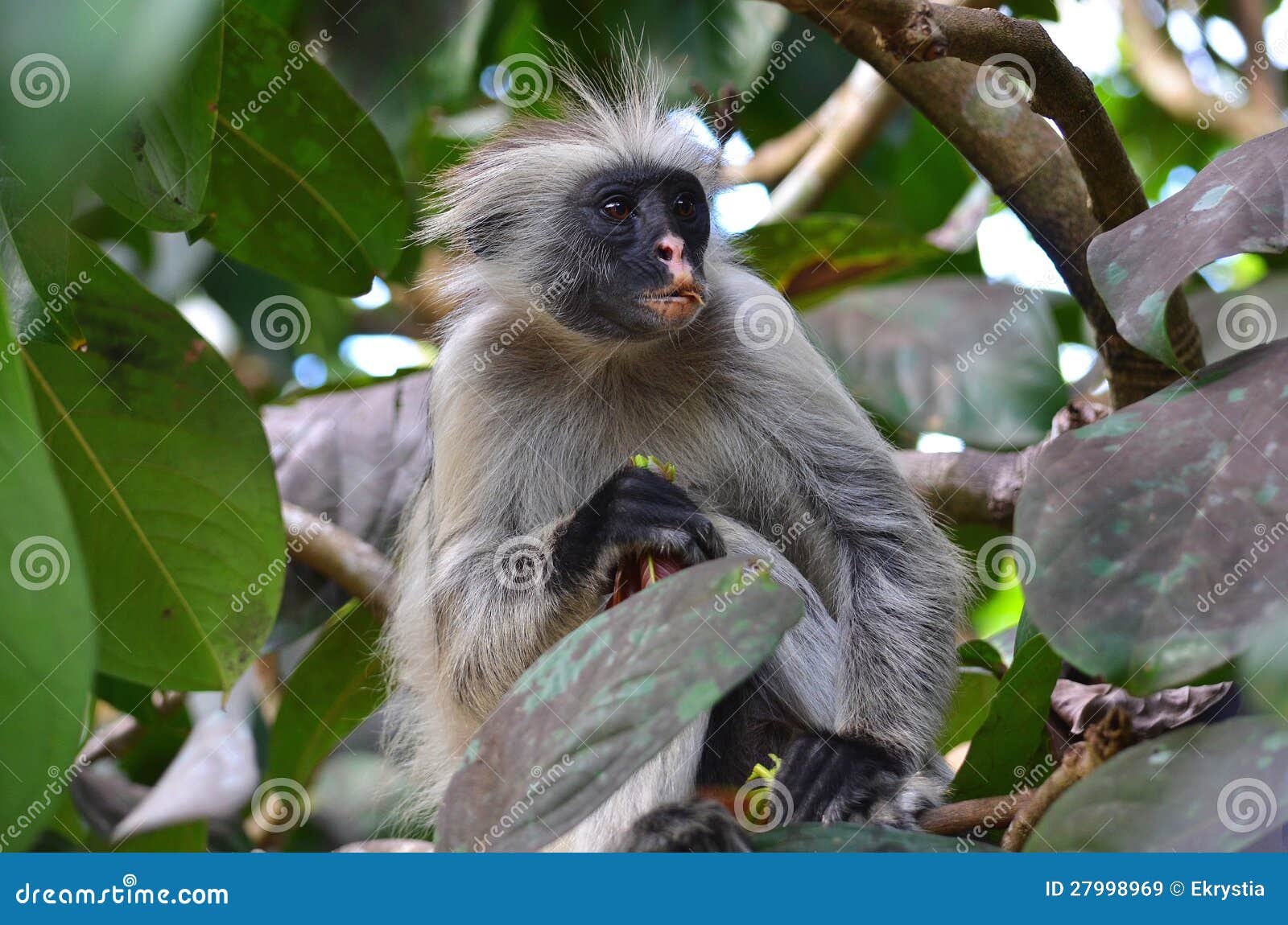 Red Colobus Monkey in Jozani NP, Zanzibar Stock Image - Image of coco ...