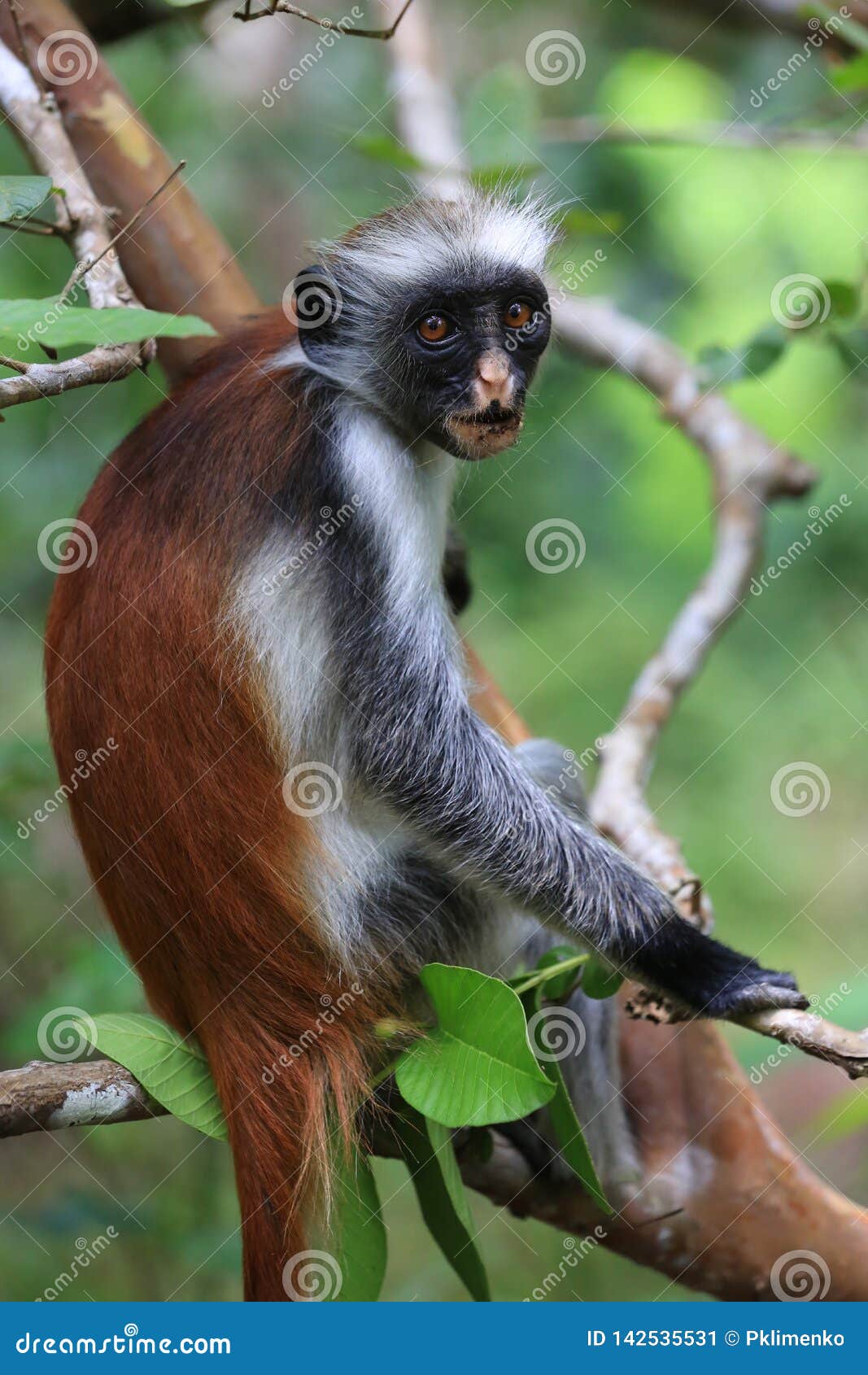 Red Colobus Monkey stock image. Image of funny, travel - 142535531