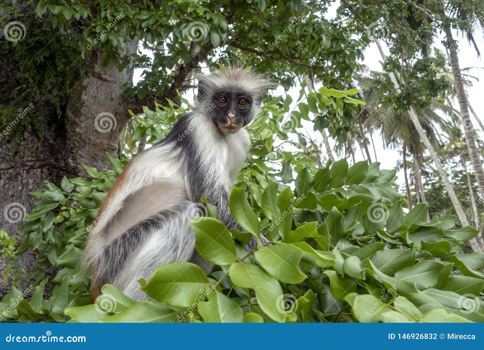 Red Colobus Monkey - Portrait,close Up in a Natural Environment ... Red Colobus Monkey - Portrait,close Up in a Natural Environment ...