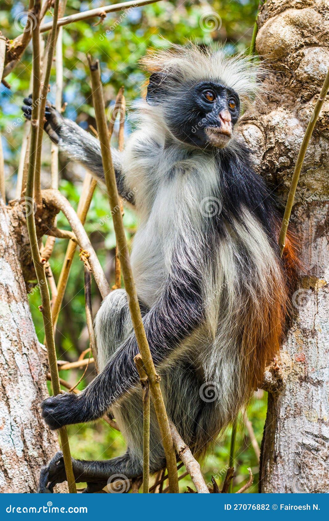 Red Colobus Monkey in Tree (2) Stock Photo - Image of endangerd, africa ...