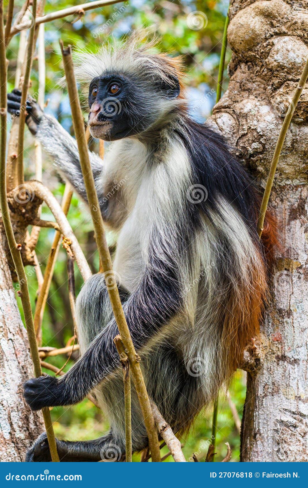 Monky Tree Stock Photos - Free & Royalty-Free Stock Photos from Dreamstime