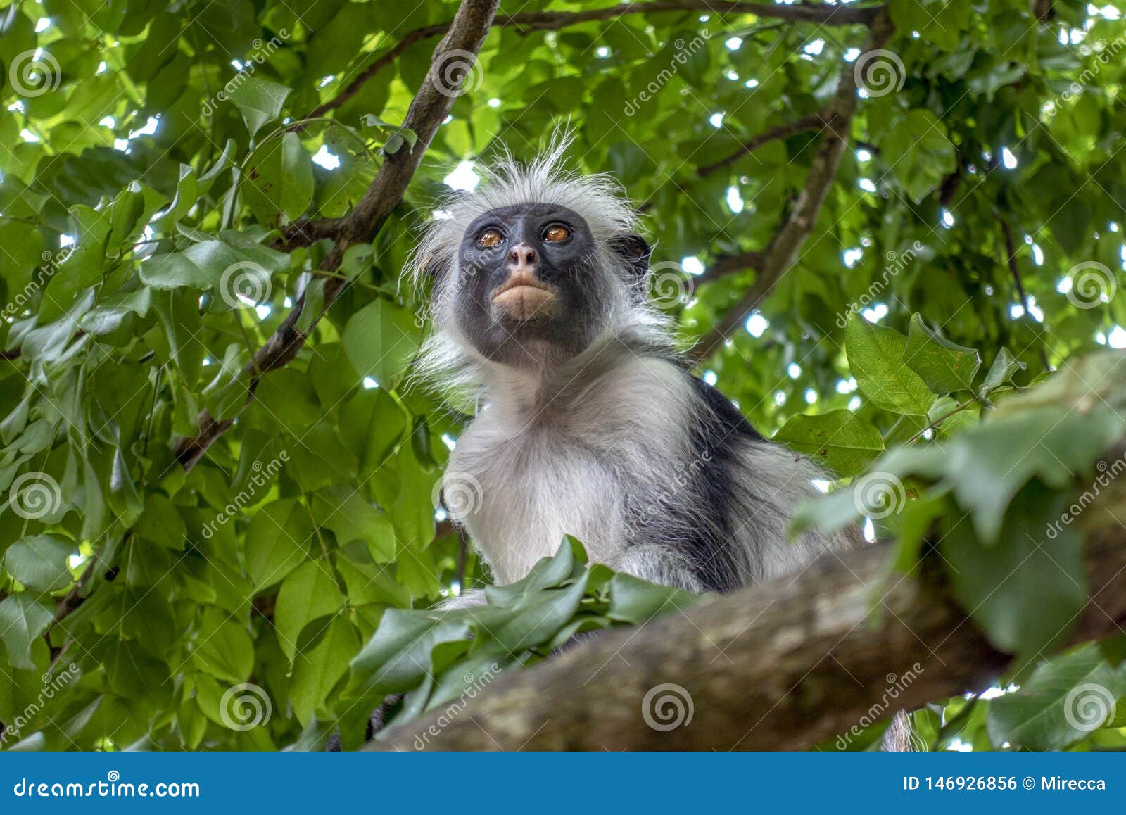 Red Colobus Monkey - Portrait,close Up in a Natural Environment ... Red Colobus Monkey - Portrait,close Up in a Natural Environment ...