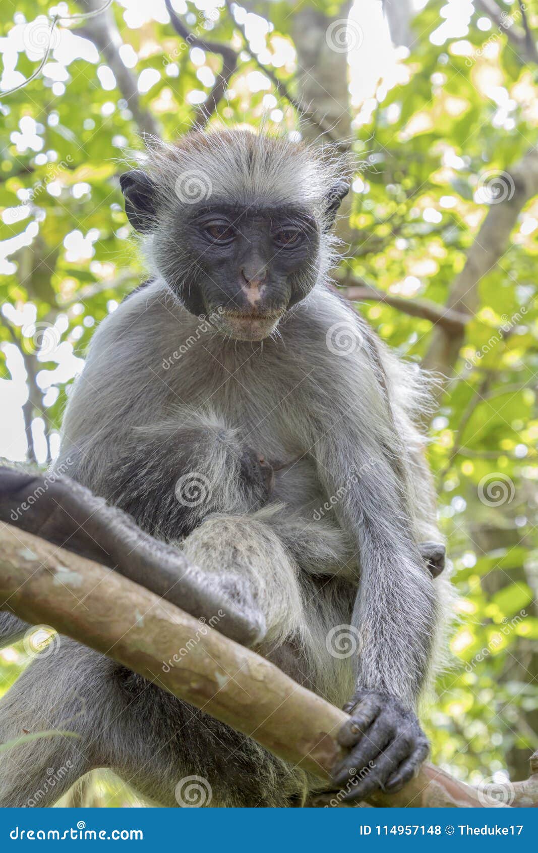 Red Colobus Monkey stock photo. Image of green, leaf - 114957148 Red Colobus Monkey stock photo. Image of green, leaf - 114957148