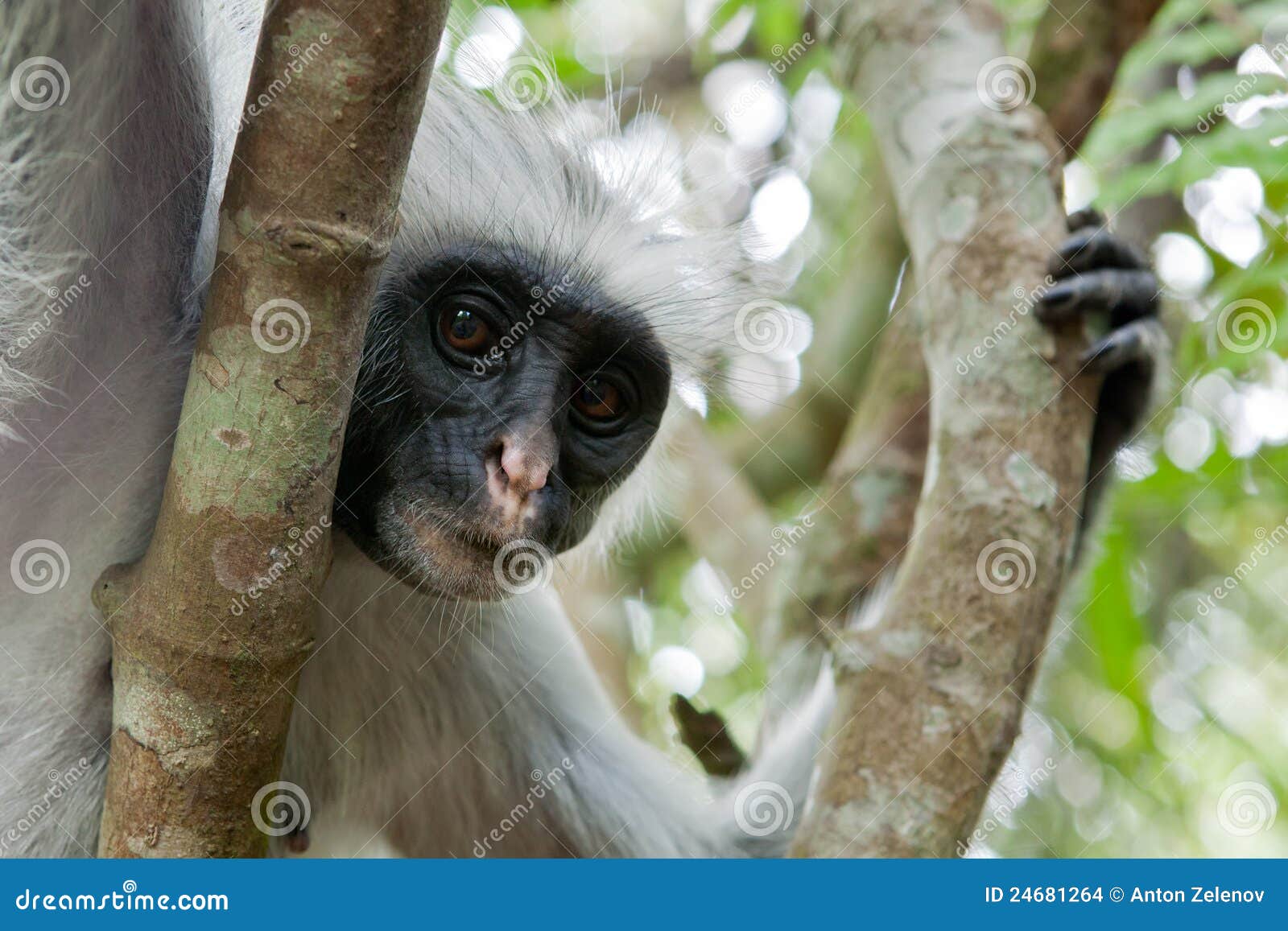 Red Colobus (Piliocolobus Kirki) Monkey Stock Photo - Image of monkey ... Red Colobus (Piliocolobus Kirki) Monkey Stock Photo - Image of monkey ...