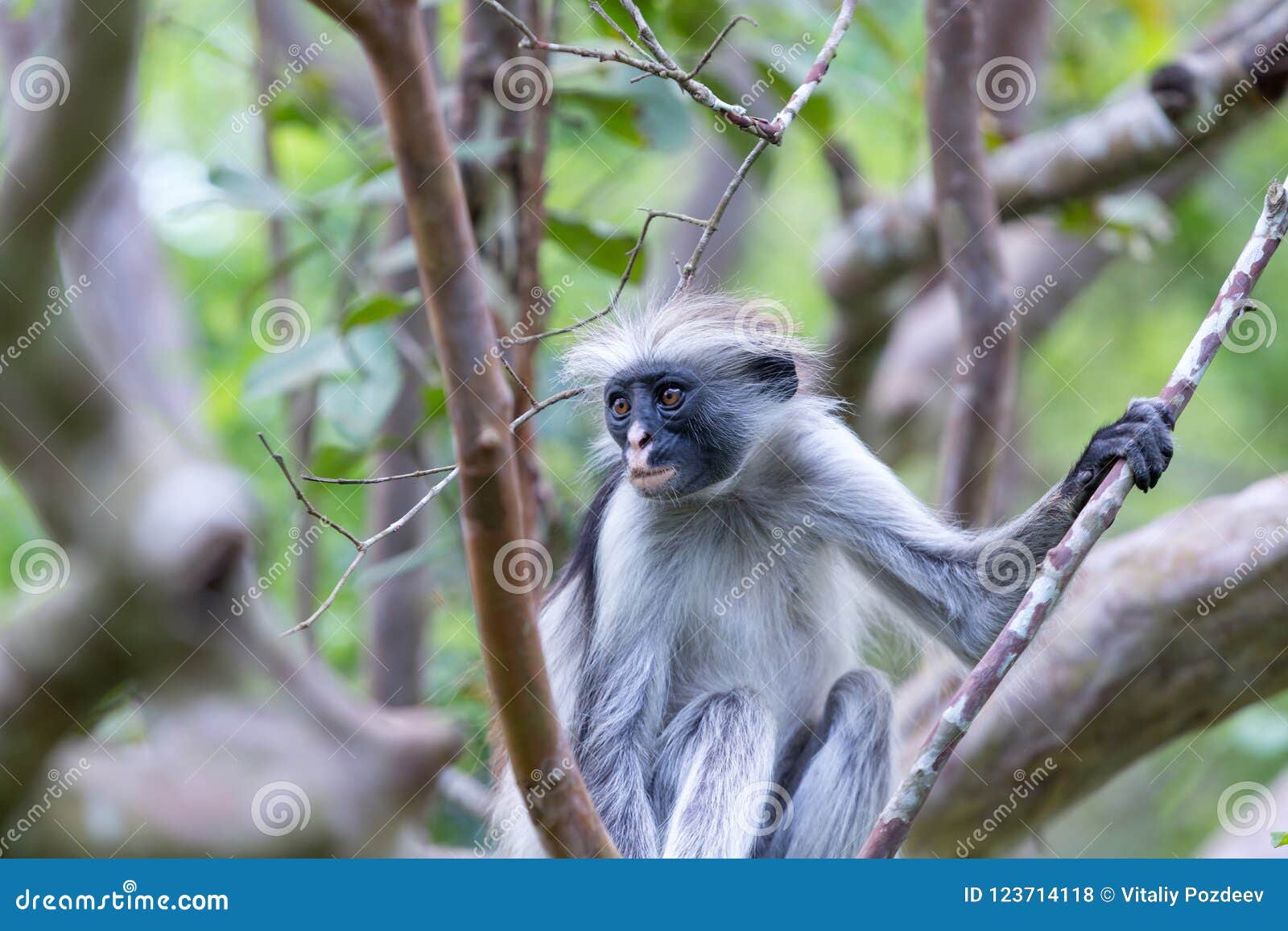Red Colobus Piliocolobus Kirki Monkey Stock Photo - Image of jungle ... Red Colobus Piliocolobus Kirki Monkey Stock Photo - Image of jungle ...