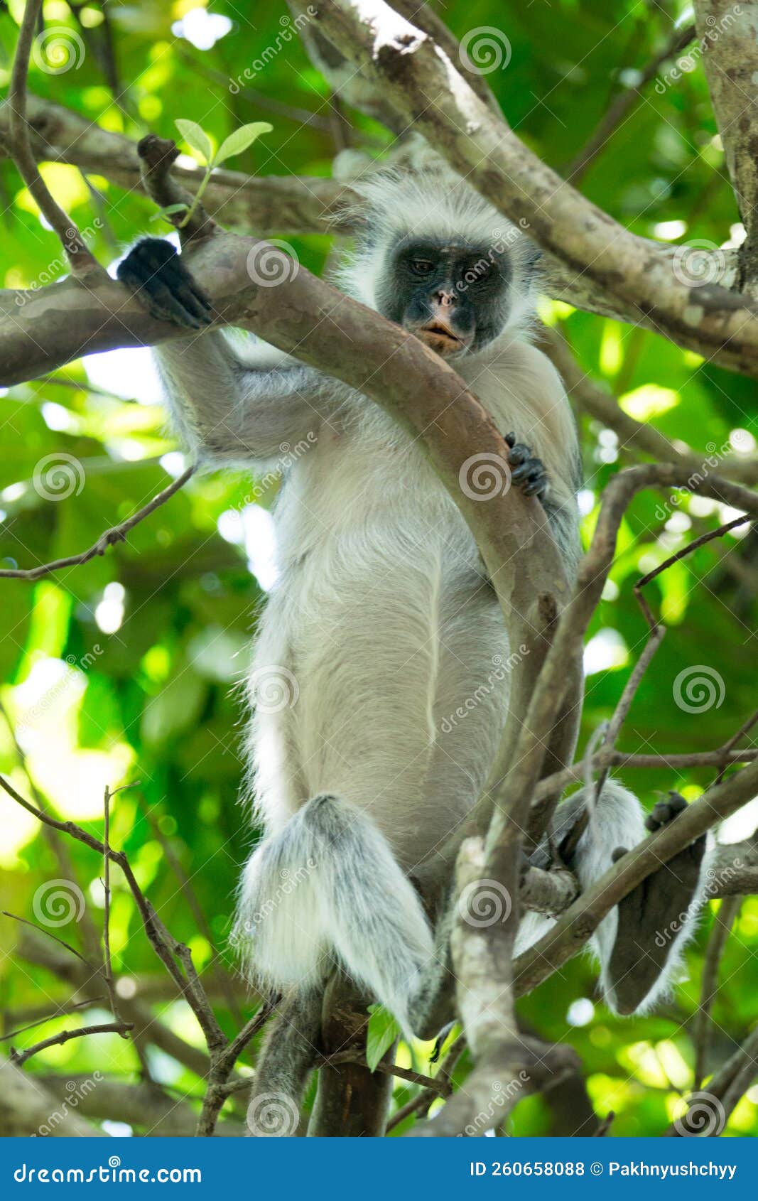 Red Colobus Piliocolobus Kirki Monkey on the Deposed Wood , Jozani ... Red Colobus Piliocolobus Kirki Monkey on the Deposed Wood , Jozani ...