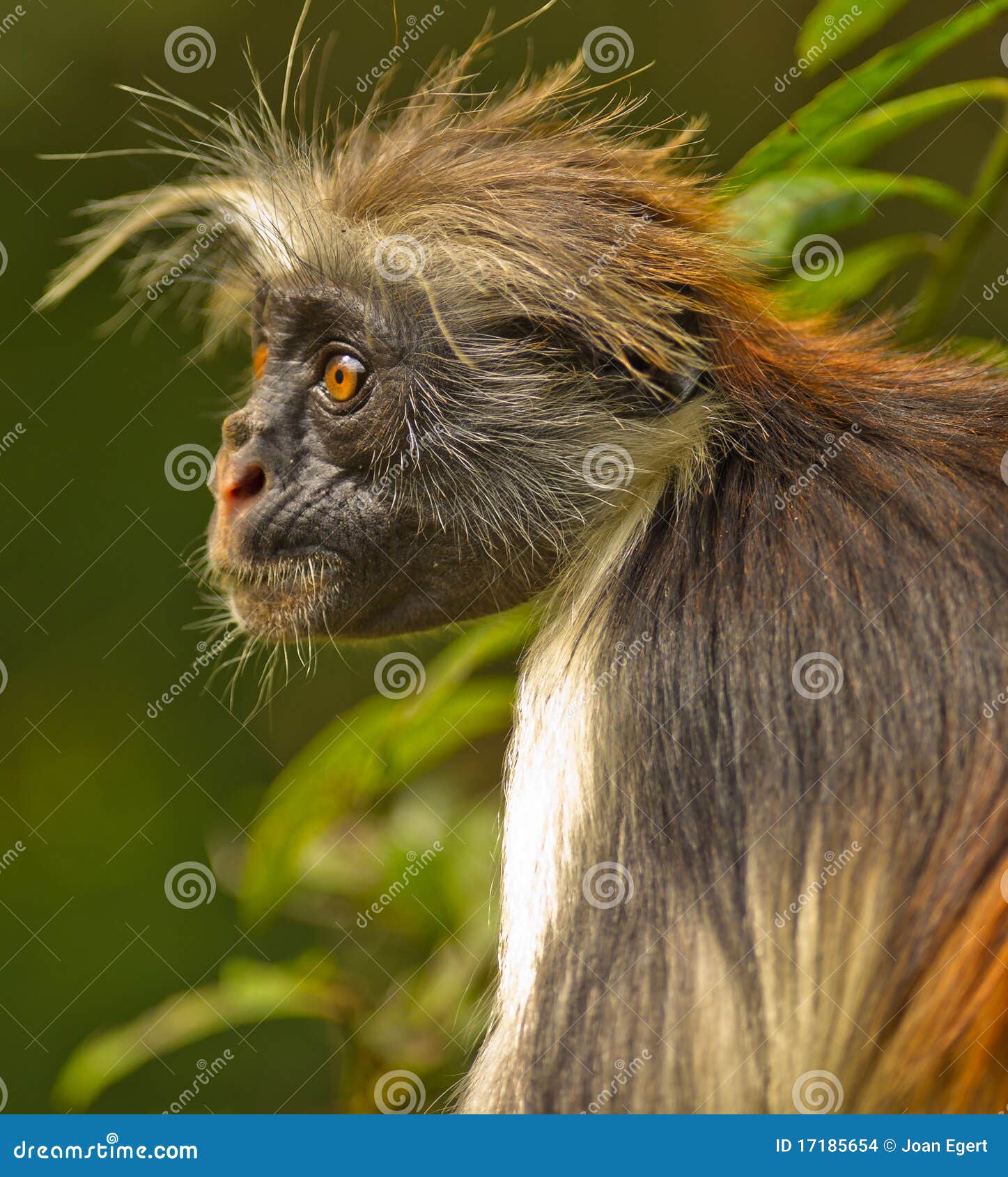 Red ColobusÂ´pungent stare stock photo. Image of alone - 17185654
