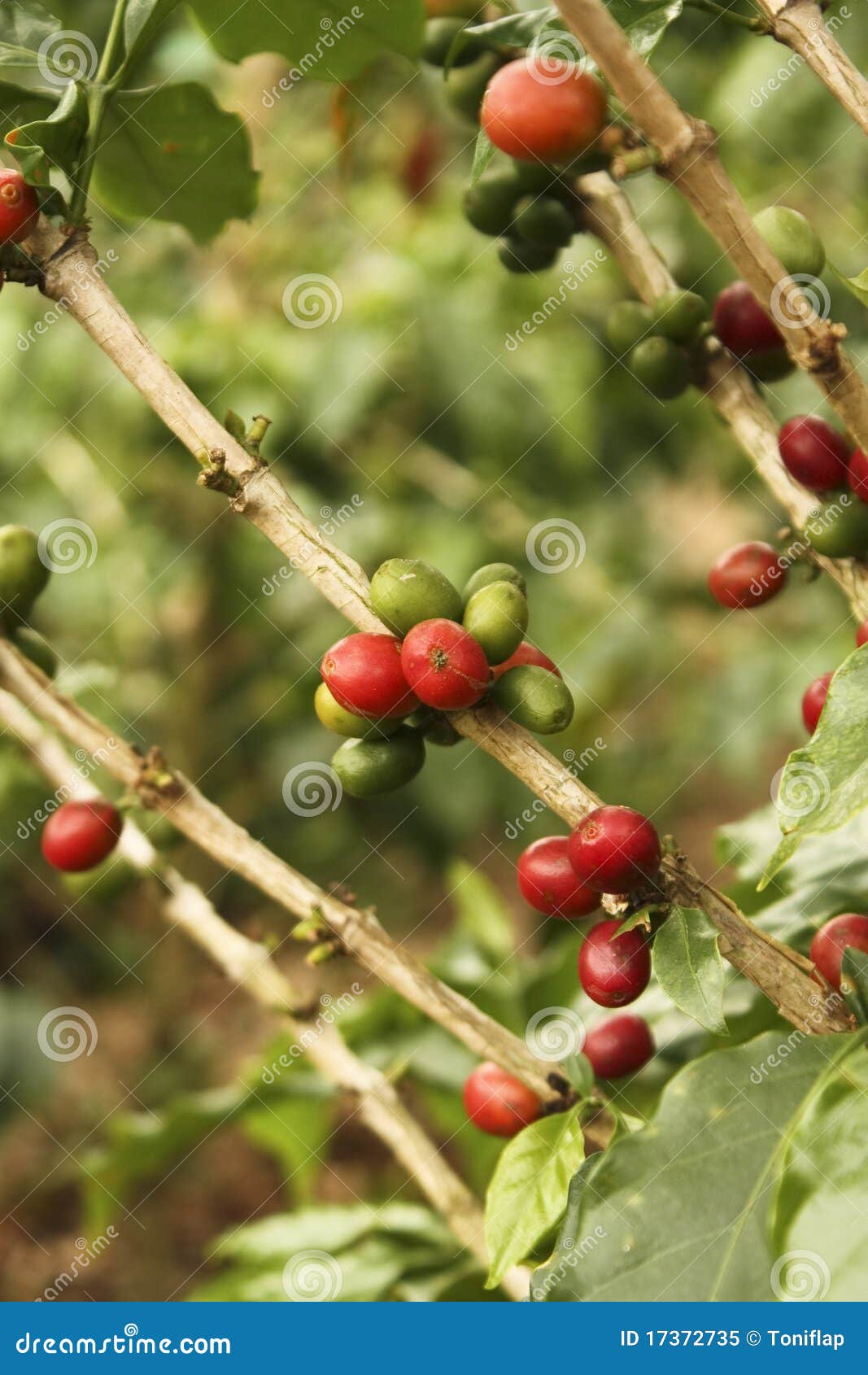 Red Colombian Coffee Bean . Stock Image - Image of ecological, colour ...
