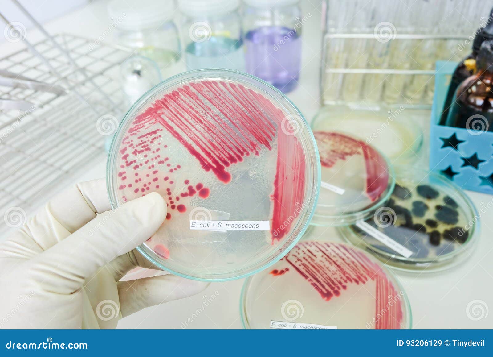 Red colony of bacteria stock image. Image of agar, experimental - 93206129